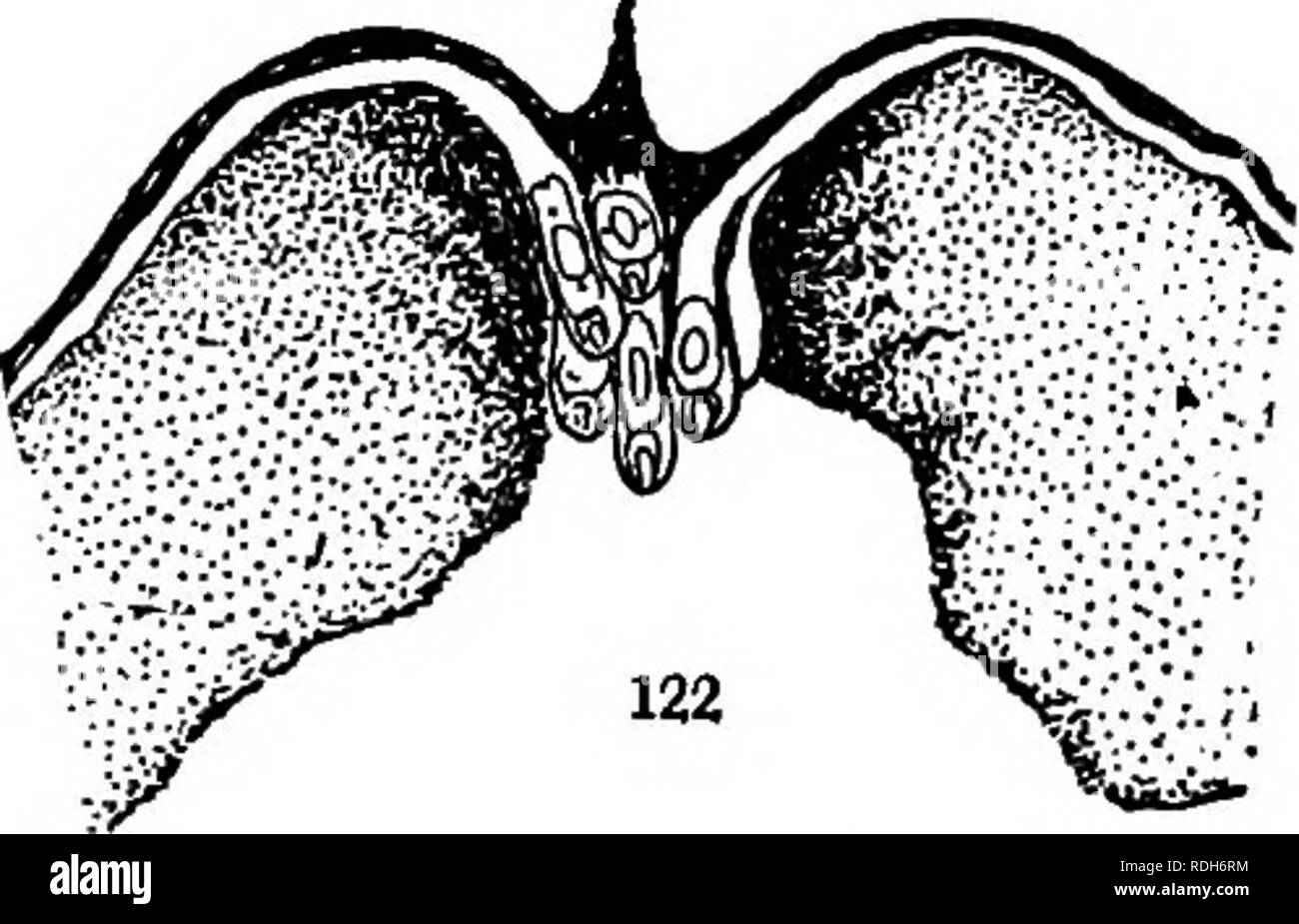 Pollen chamber Black and White Stock Photos & Images - Alamy