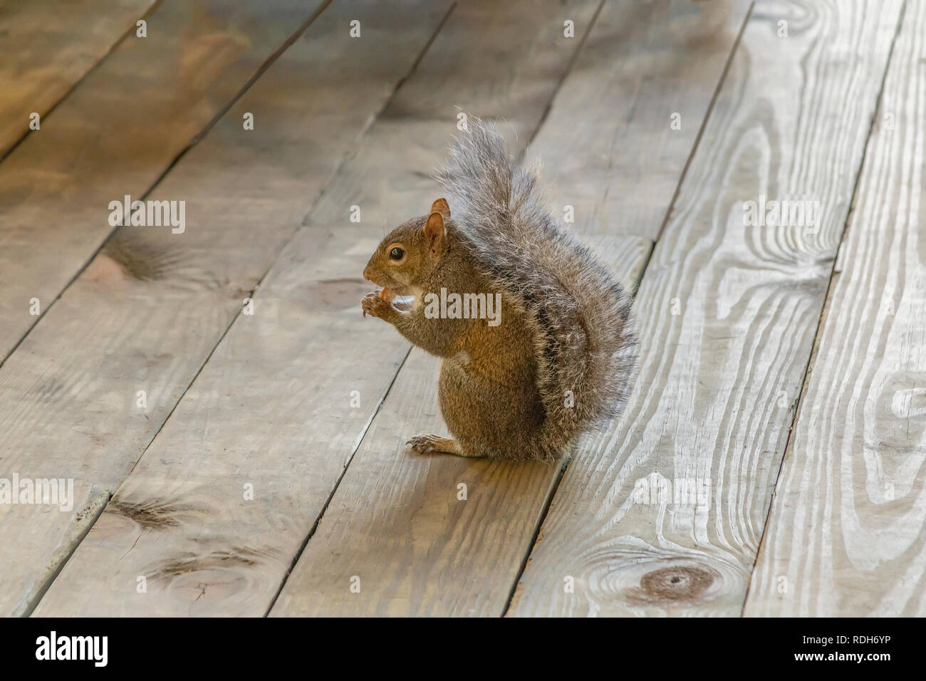 Wildlife looking facing profile hi-res stock photography and images - Alamy