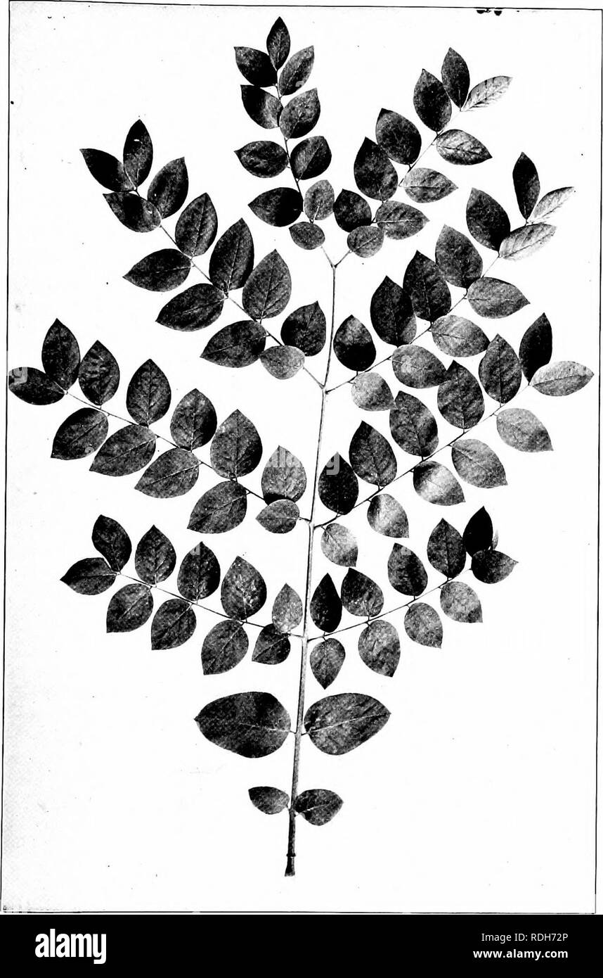 . Our native trees and how to identify them; a popular study of their ...