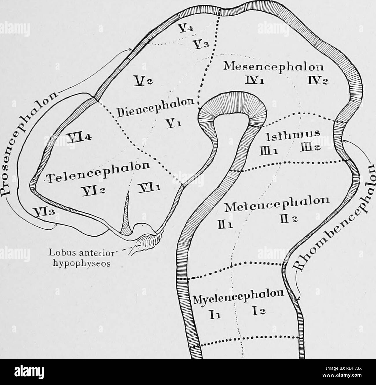 . Neurological technique; some special histological methods employed ...
