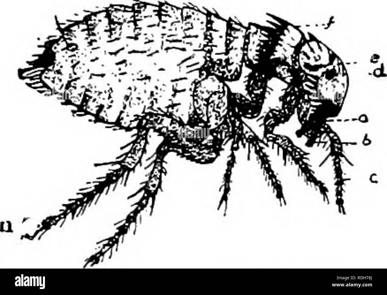 . Animal parasites and parasitic diseases . Domestic animals ...