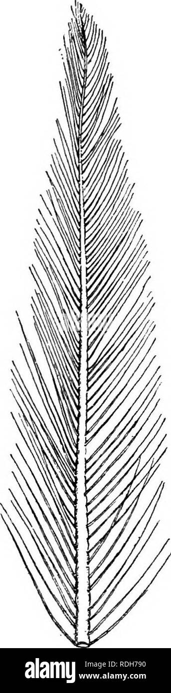 Tactile setae hi-res stock photography and images - Alamy