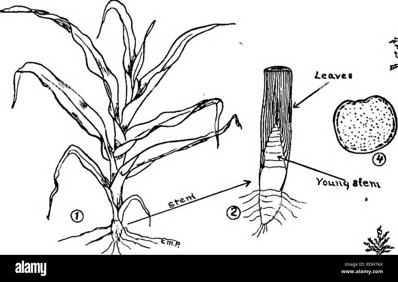 . The corn crops: a discussion of maize, kafirs, and sorghums as grown ...