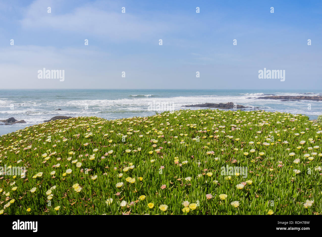 Shoreline iceplant hi-res stock photography and images - Alamy