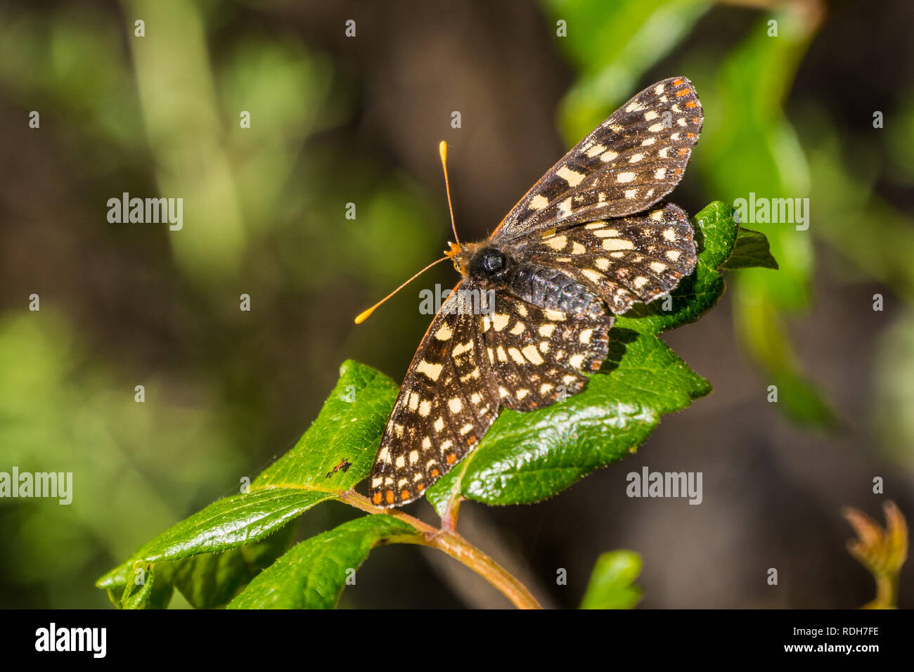 Close up of a variable checkerspot butterfly resting on a poison oak ...