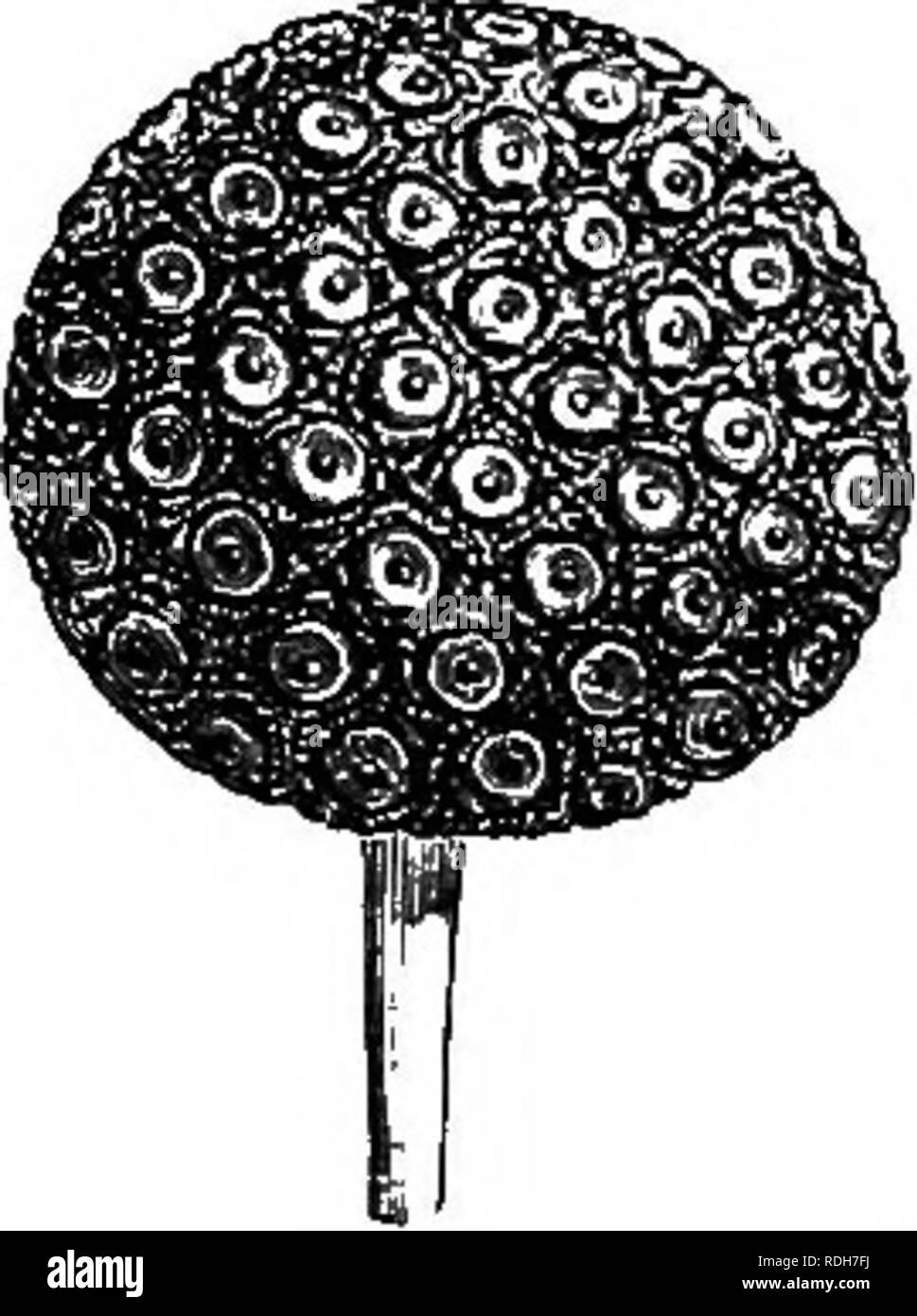 Loculicidal capsule hi-res stock photography and images - Alamy