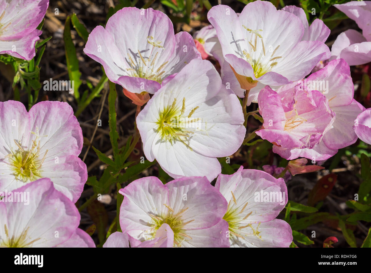 Pink evening primrose hi-res stock photography and images - Alamy