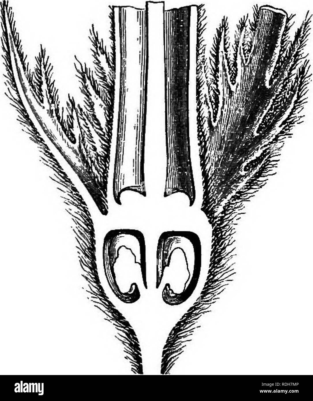 Pig cell dividing hi-res stock photography and images - Alamy