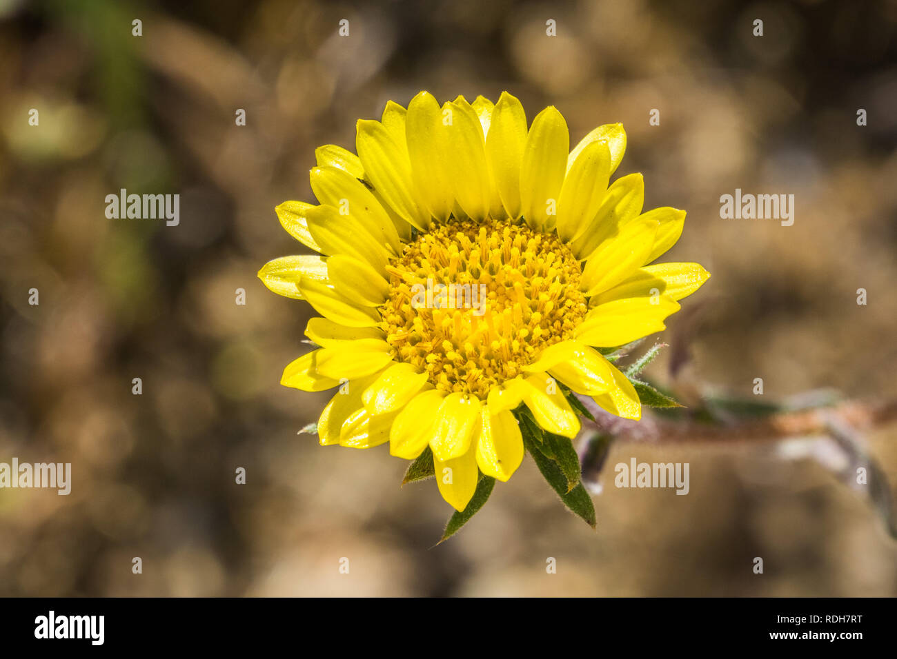 Great Valley Gumweed, Great Valley Gumplant (Grindelia camporum ...