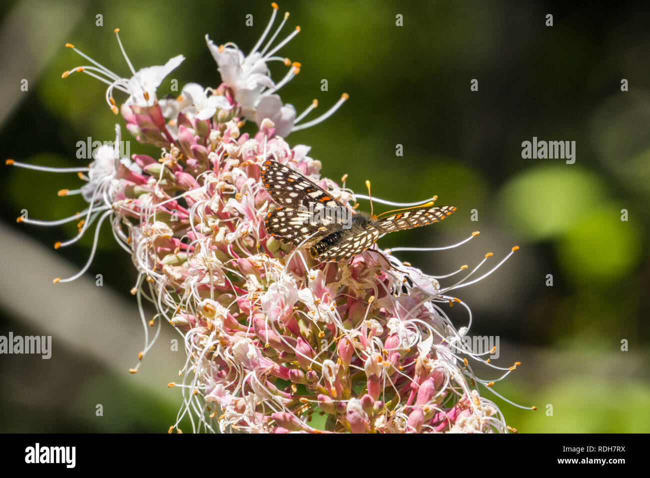 Variable checkerspot butterfly (Euphydryas chalcedona) sipping nectar ...