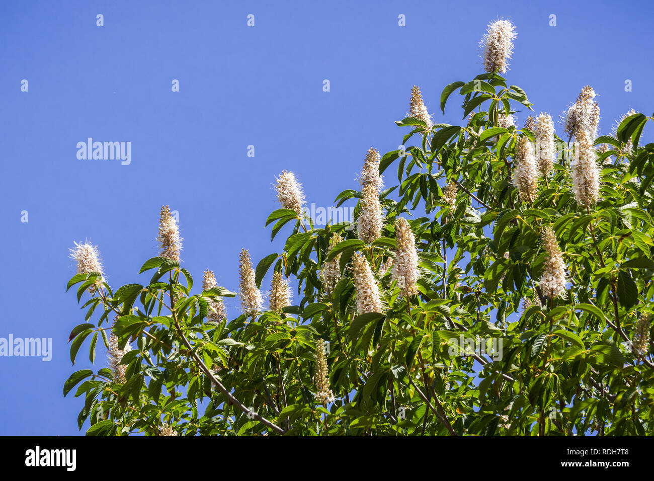 California buckeye flowers (Aesculus californica Stock Photo - Alamy