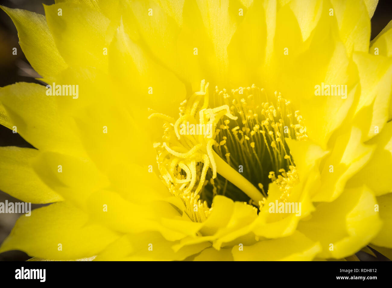 Close up of Echinocereus large yellow flower, California Stock Photo ...