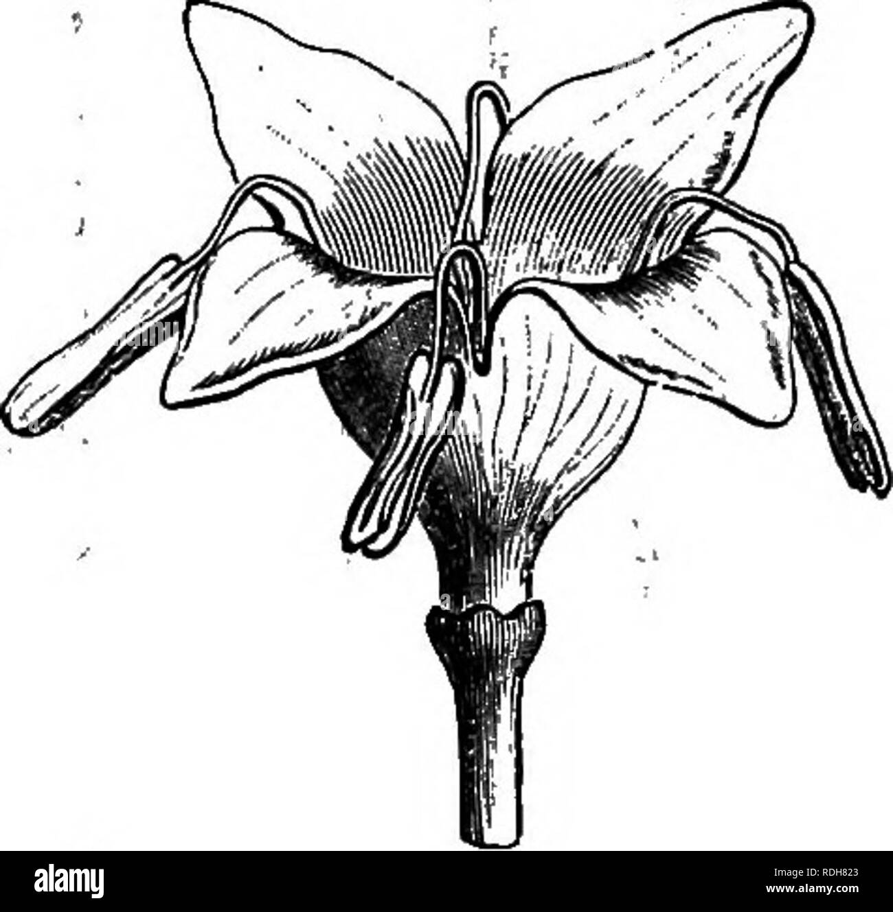 . The natural history of plants. Botany. BUB I AC EM. 267 'Anthoapermum ...