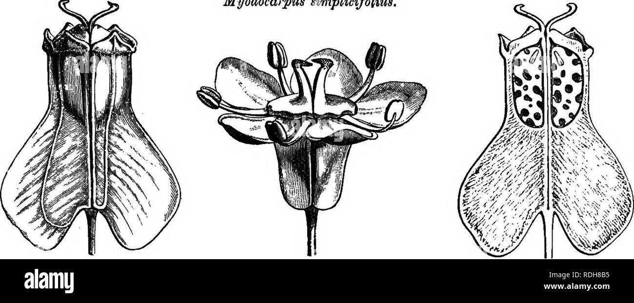 Albumen plants Black and White Stock Photos & Images - Alamy