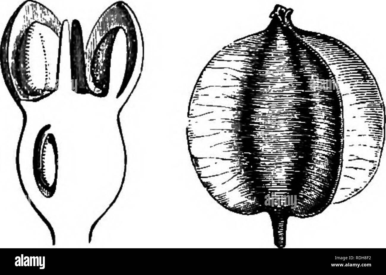 . The natural history of plants. Botany. Fig. 469. Flower Fig. 470 ...