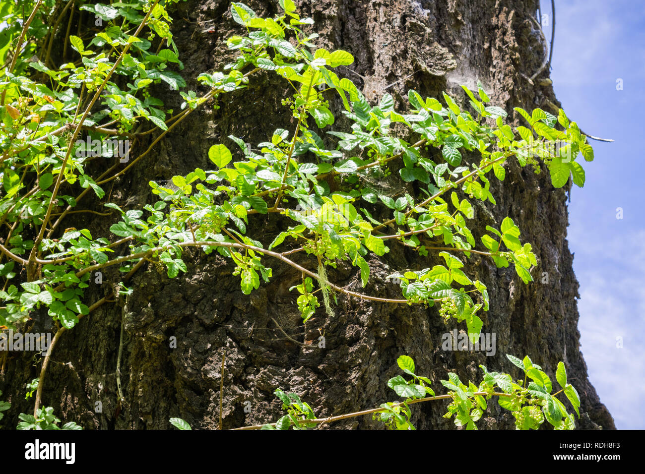 Poison sumac plant hi-res stock photography and images - Alamy