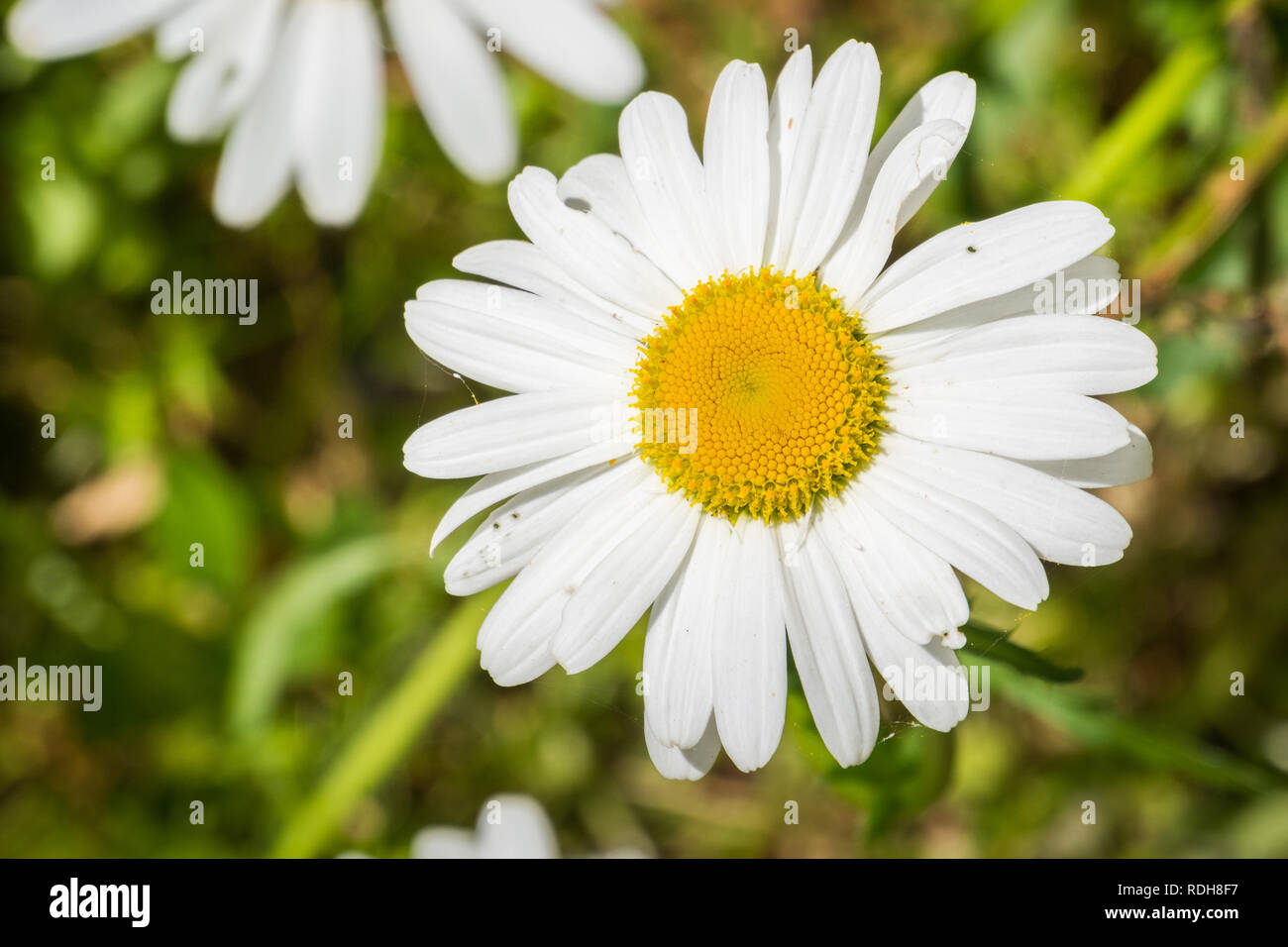 Daisy bloom hi-res stock photography and images - Alamy
