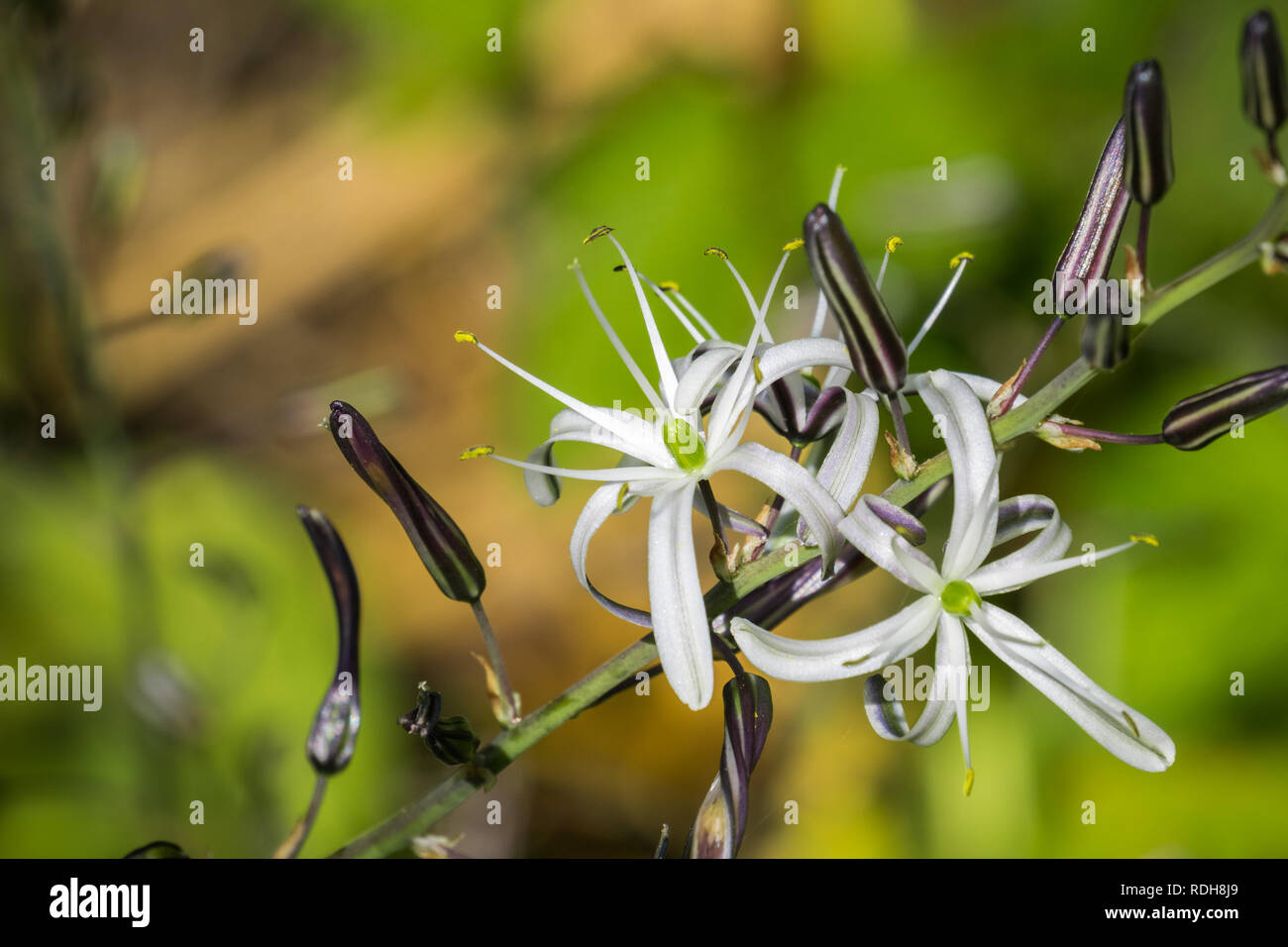 Soap root hi-res stock photography and images - Alamy