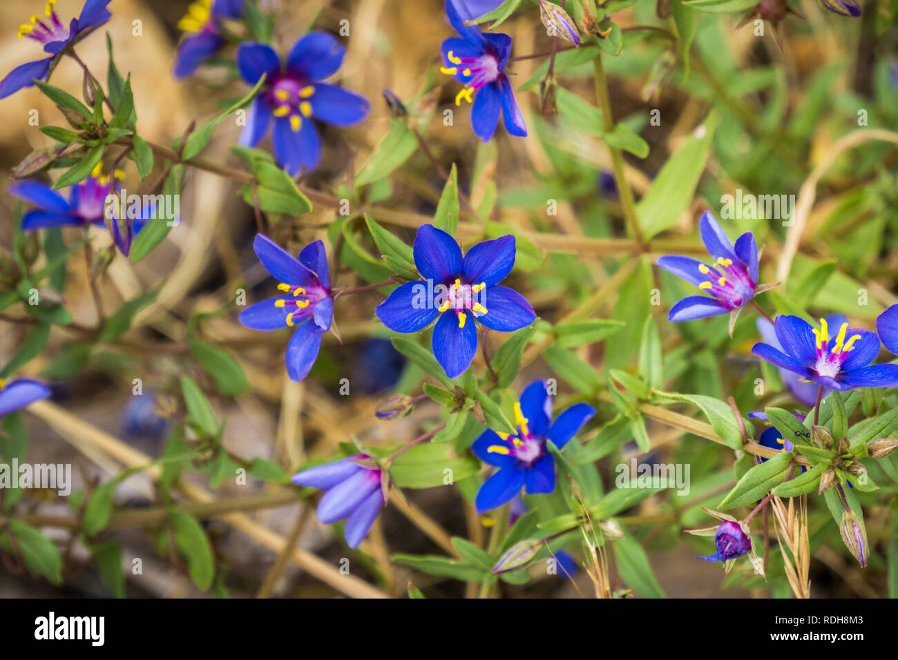 Lysimachia foemina hi-res stock photography and images - Alamy