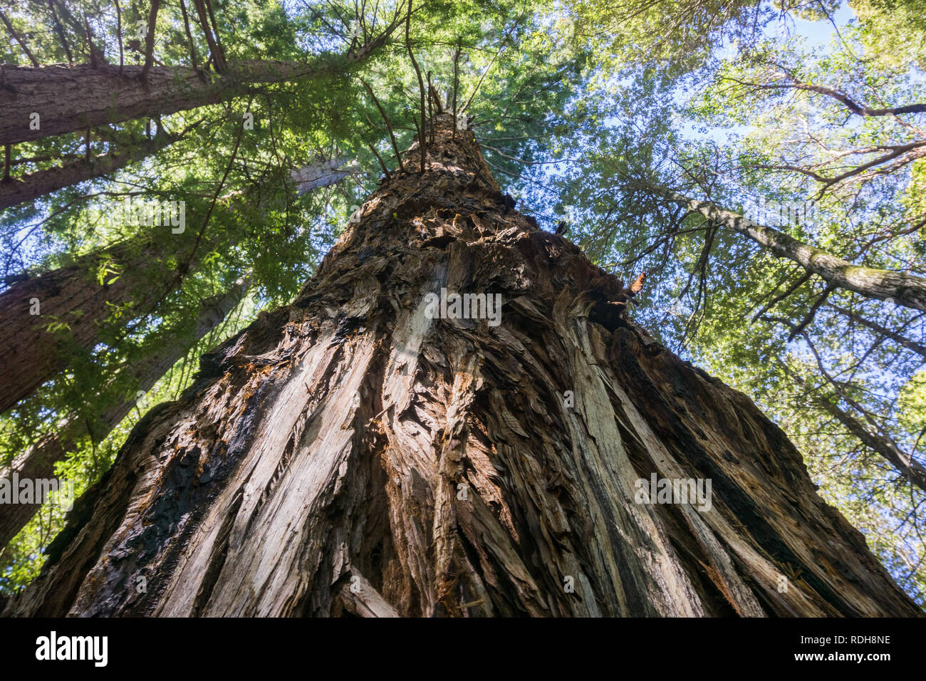 Sequoia sempervirens california hi-res stock photography and images - Alamy