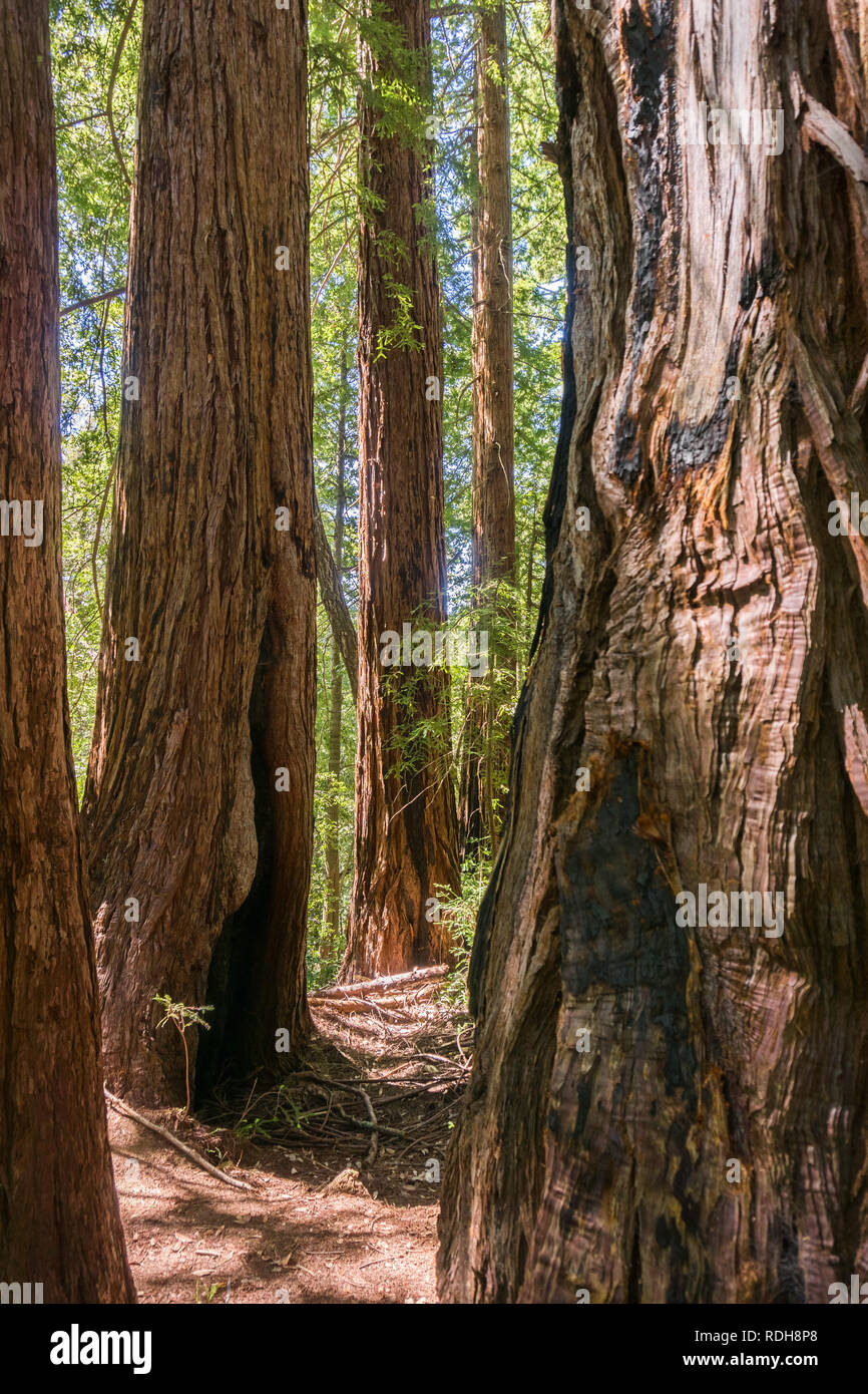 Redwood trees forest (Sequoia sempervirens), San Francisco bay area ...