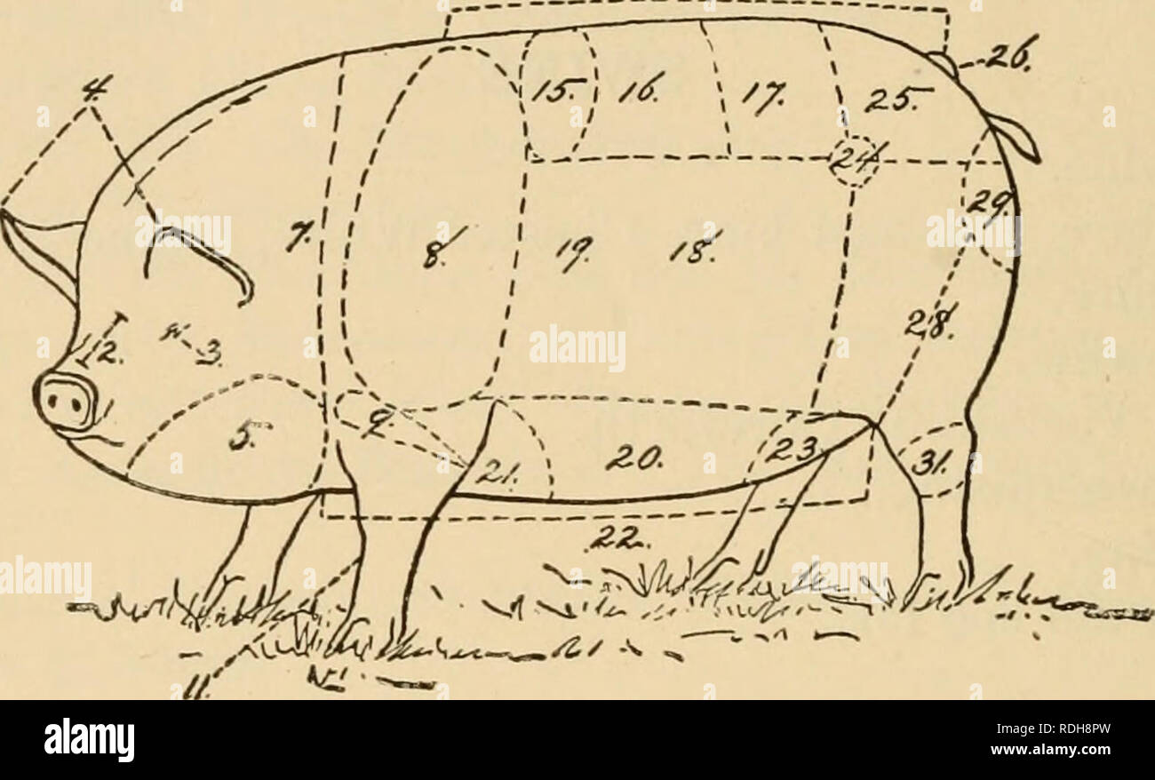 Market Hog Side View High Resolution Stock Photography and Images - Alamy