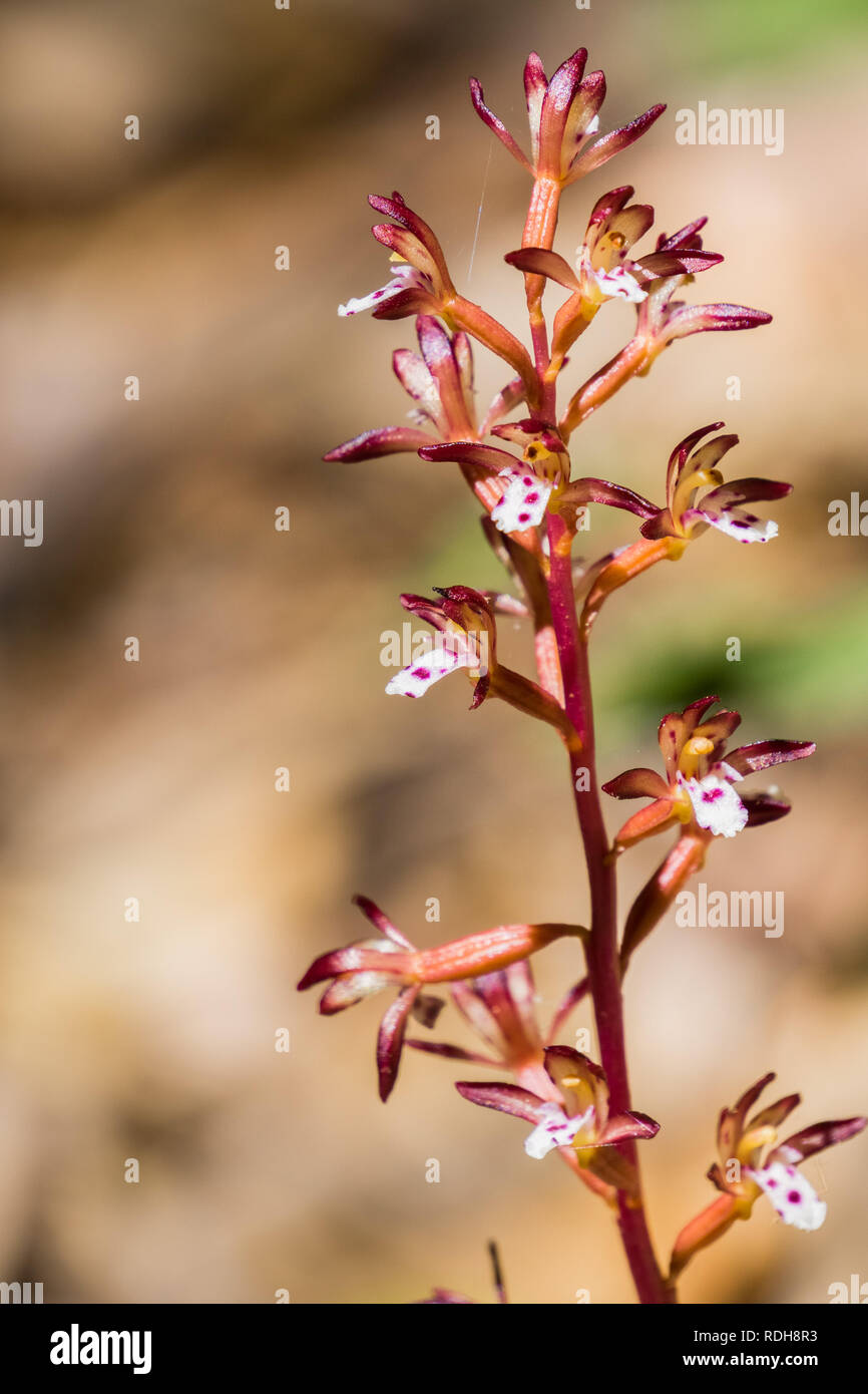 Spotted coralroot (Corallorhiza maculata) blooming in the forests of ...
