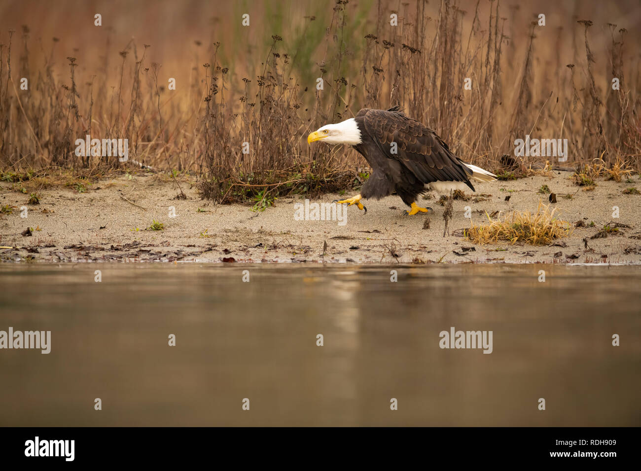 Skulking bird species hi-res stock photography and images - Alamy