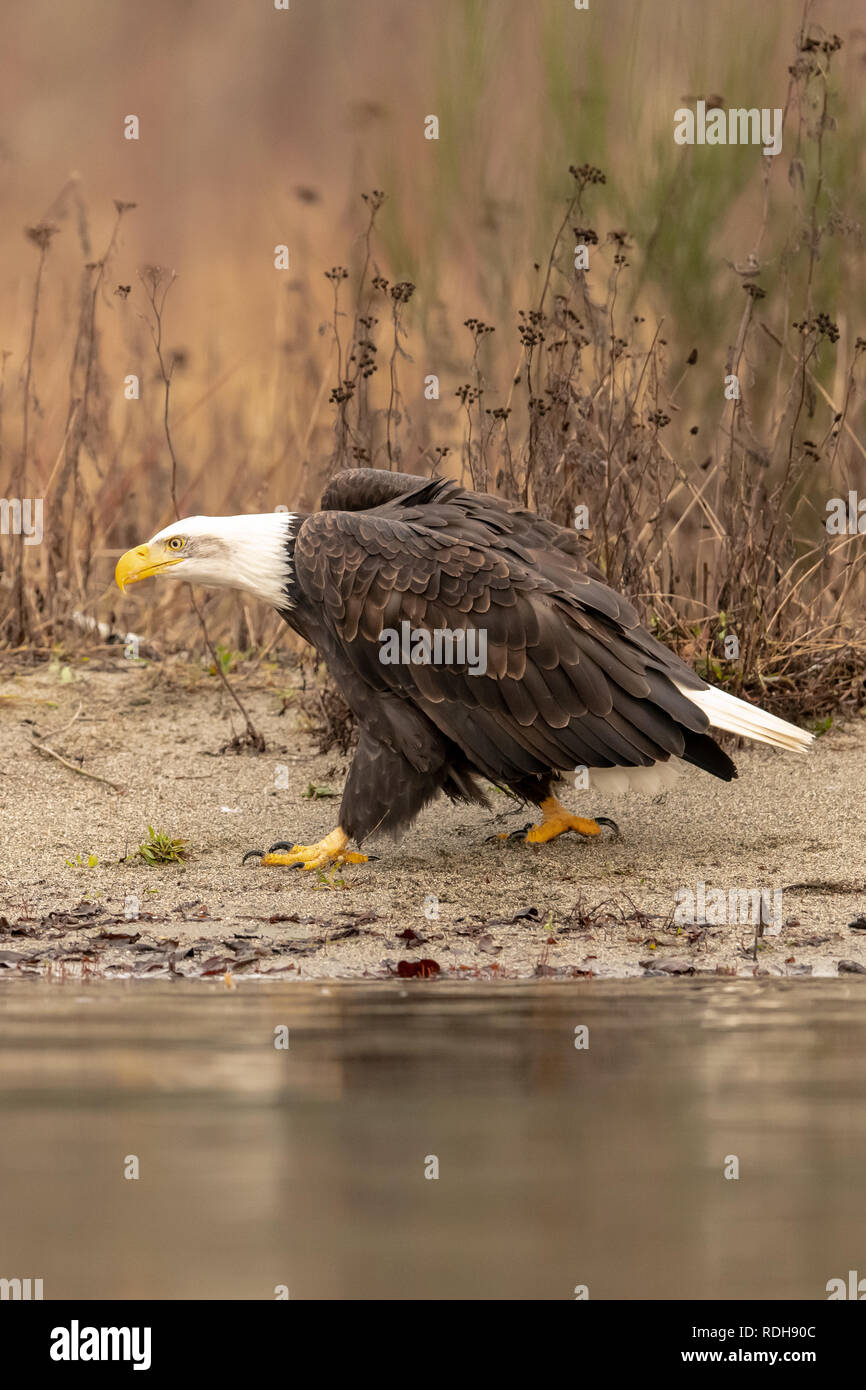Skulking Bald eagle (Haliaeetus leucocephalus) in Pacific Northwest ...