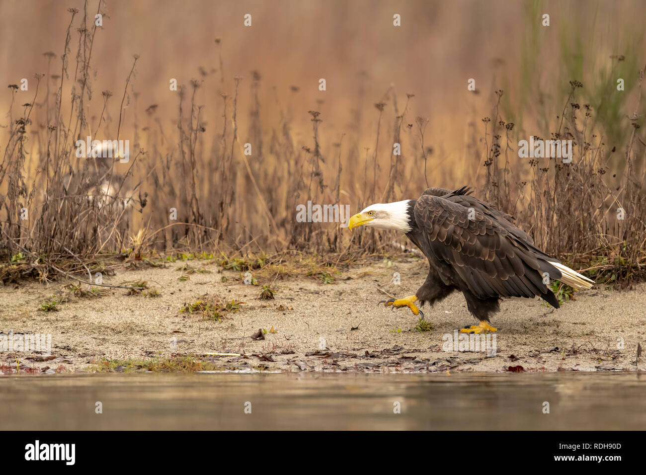 Skulking Bald eagle (Haliaeetus leucocephalus) in Pacific Northwest ...