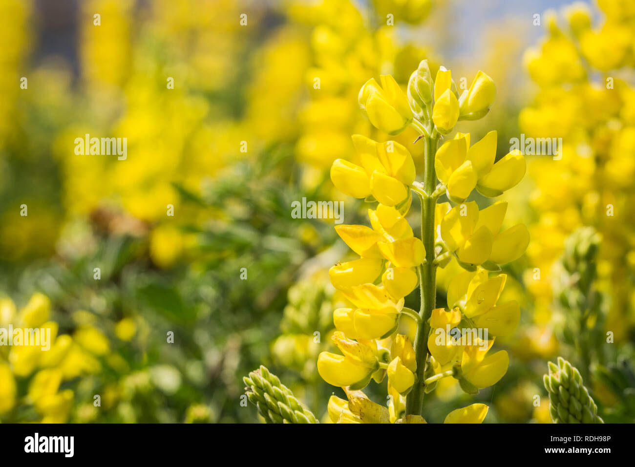 Coastal bush lupine (Lupinus arboreus) blooming in California Stock ...
