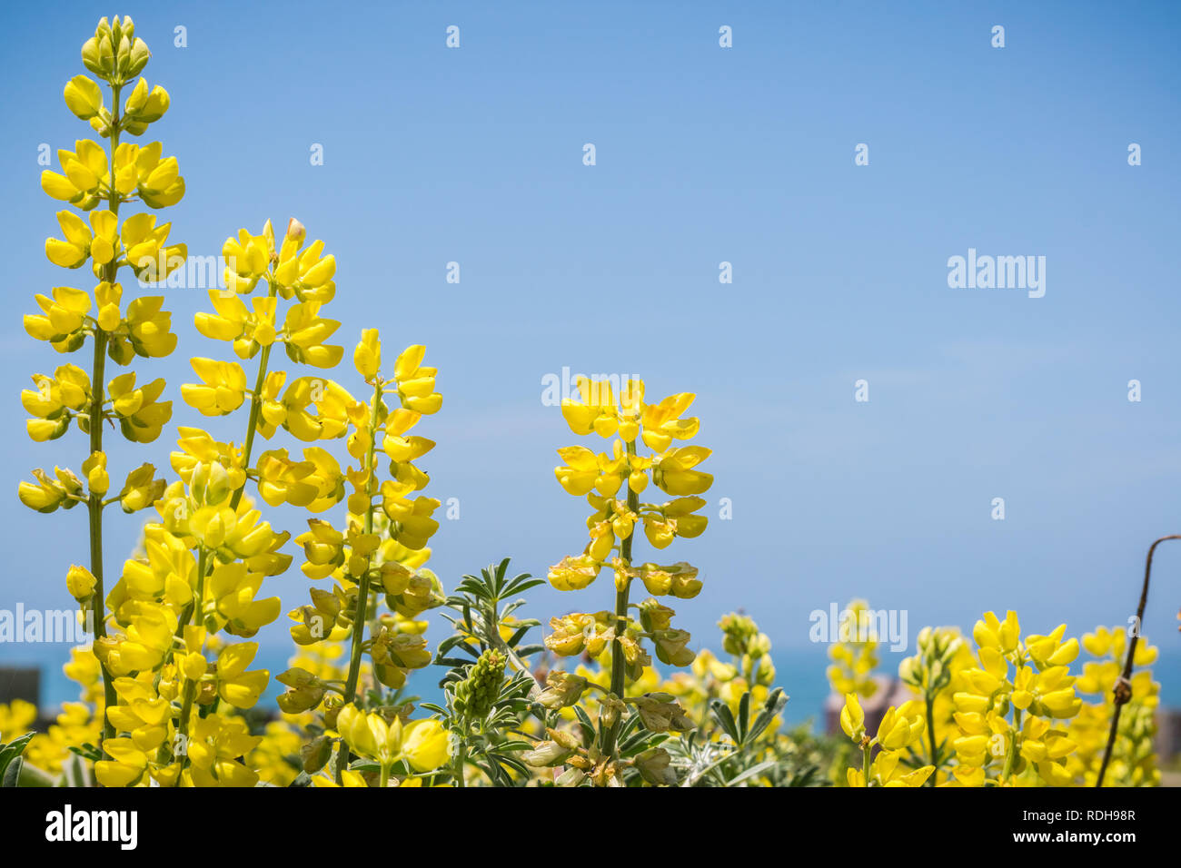 Coastal bush lupine (Lupinus arboreus) blooming in California Stock ...