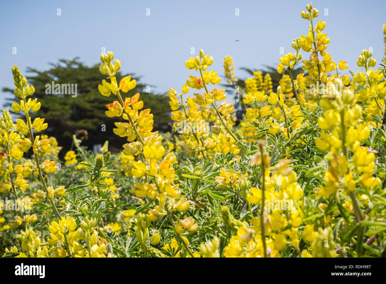 Coastal bush lupine (Lupinus arboreus) blooming in California Stock ...