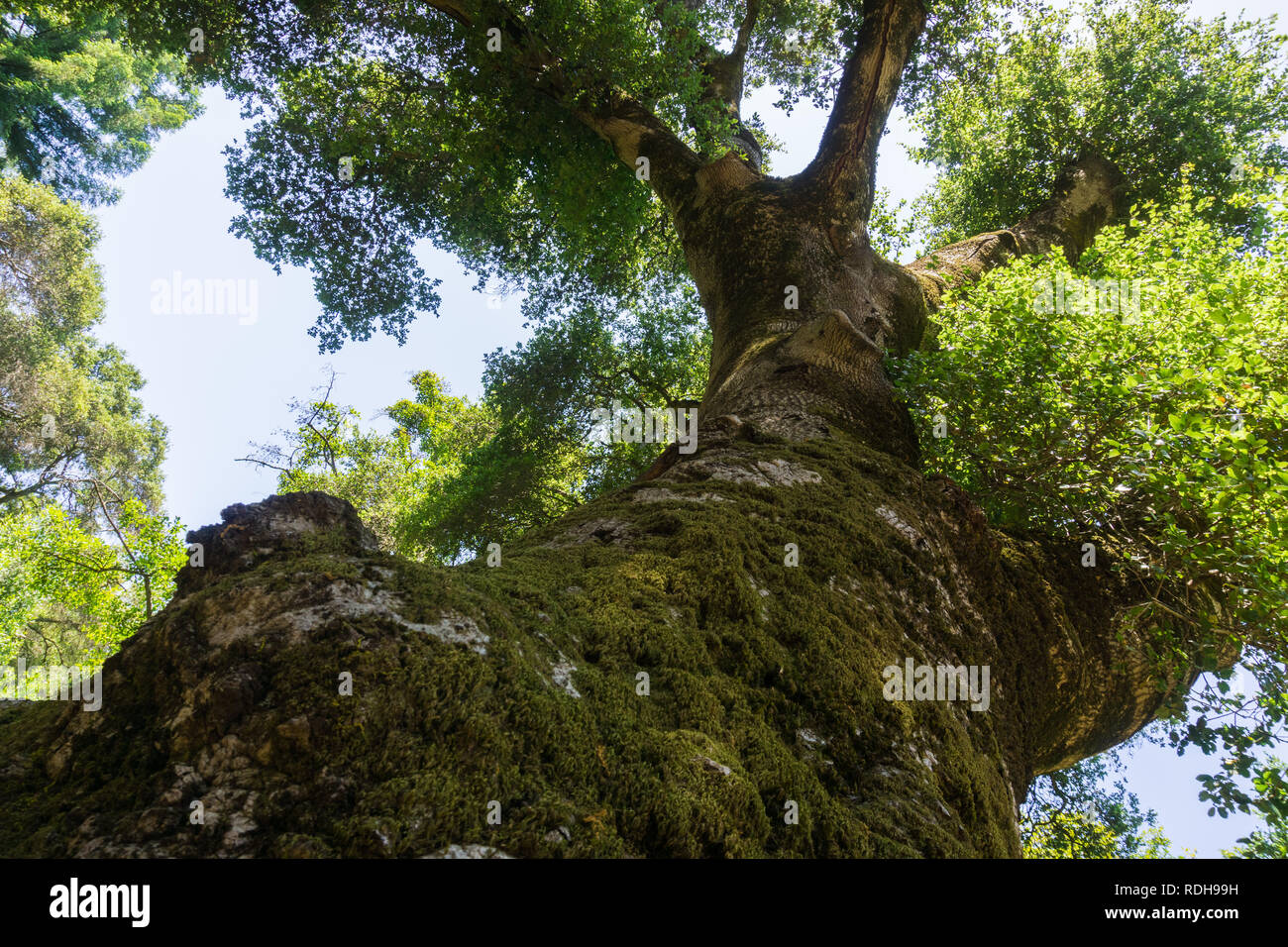 Large live oak trunk covered in moss, California Stock Photo - Alamy