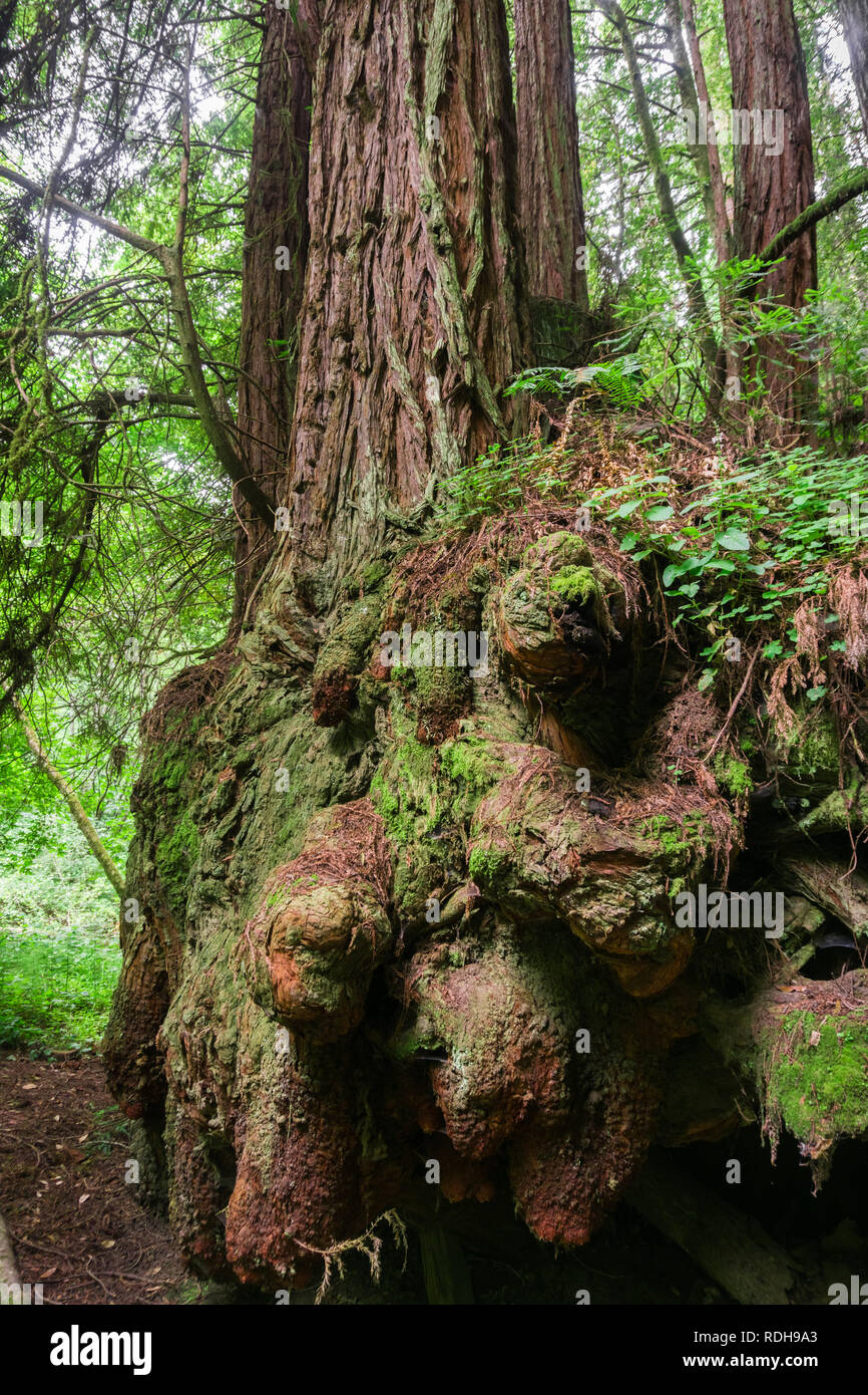 The amazing root system of Redwood trees (Sequoia sempervirens) forest ...