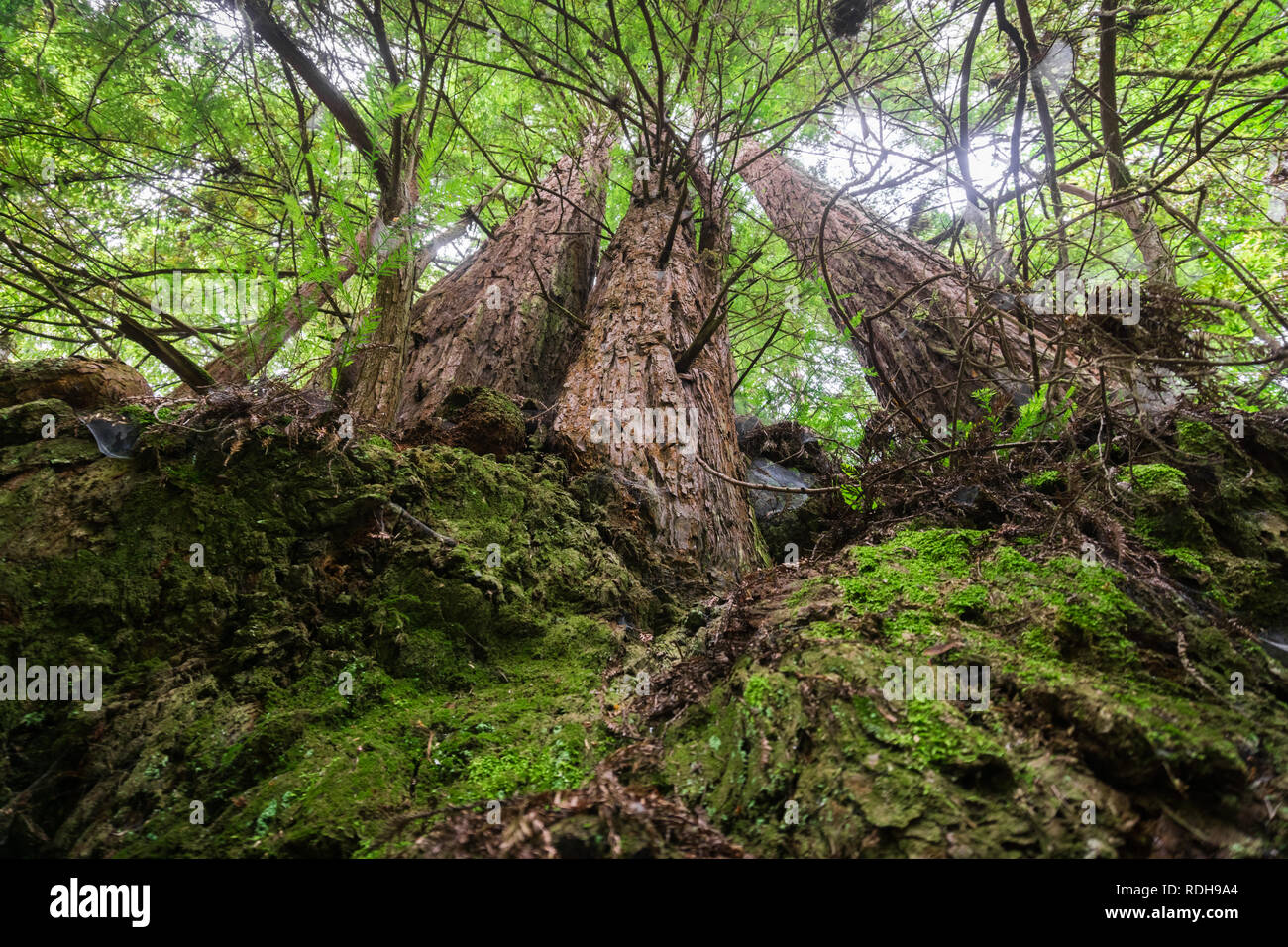 Redwood tree roots hi-res stock photography and images - Alamy