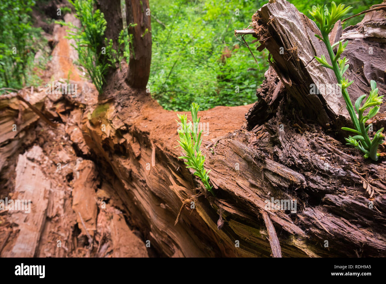 Tiny Redwood trees sprouts (Sequoia sempervirens) on the log of a ...