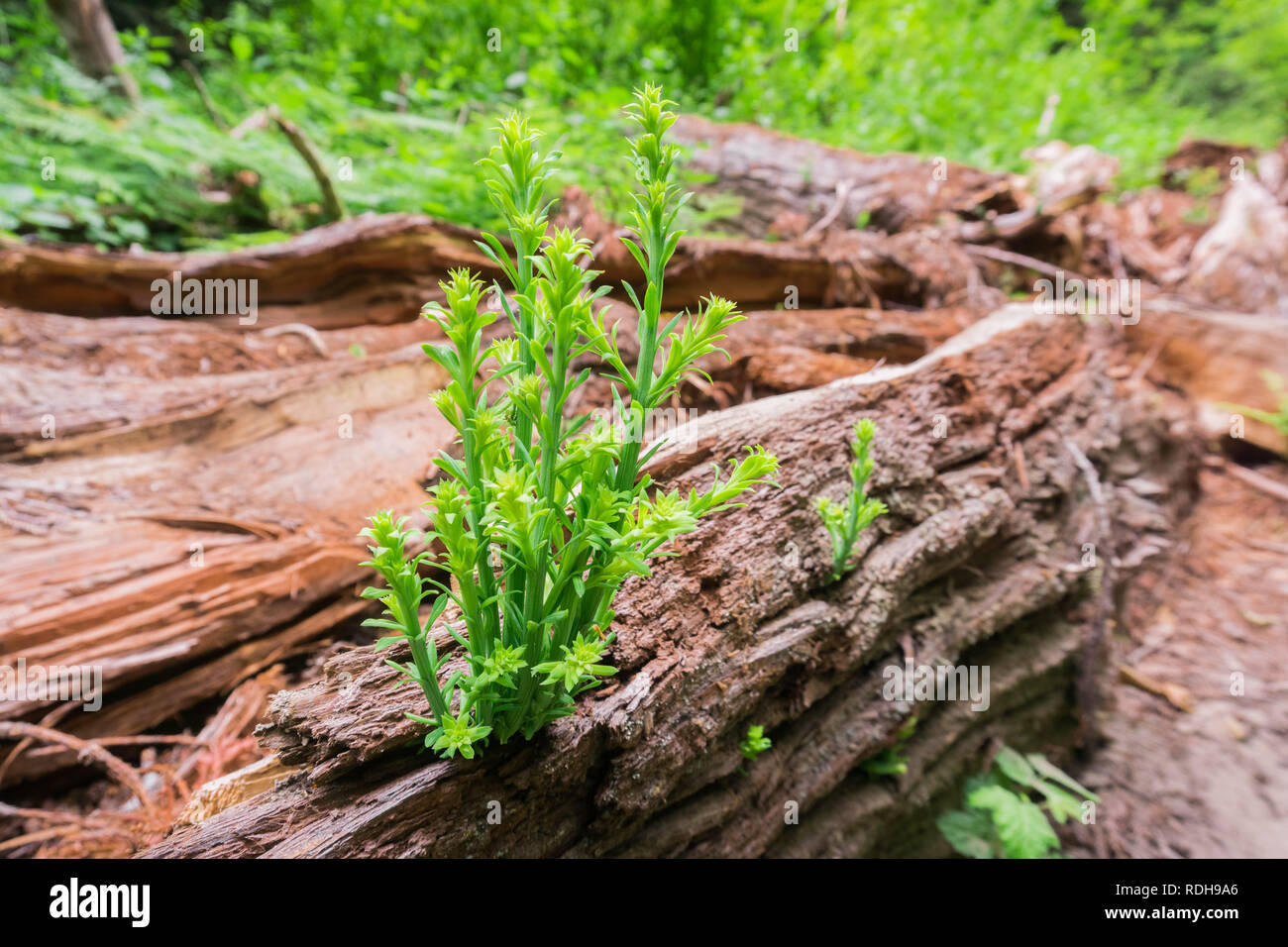 Coast redwood tree sprouts hi-res stock photography and images - Alamy