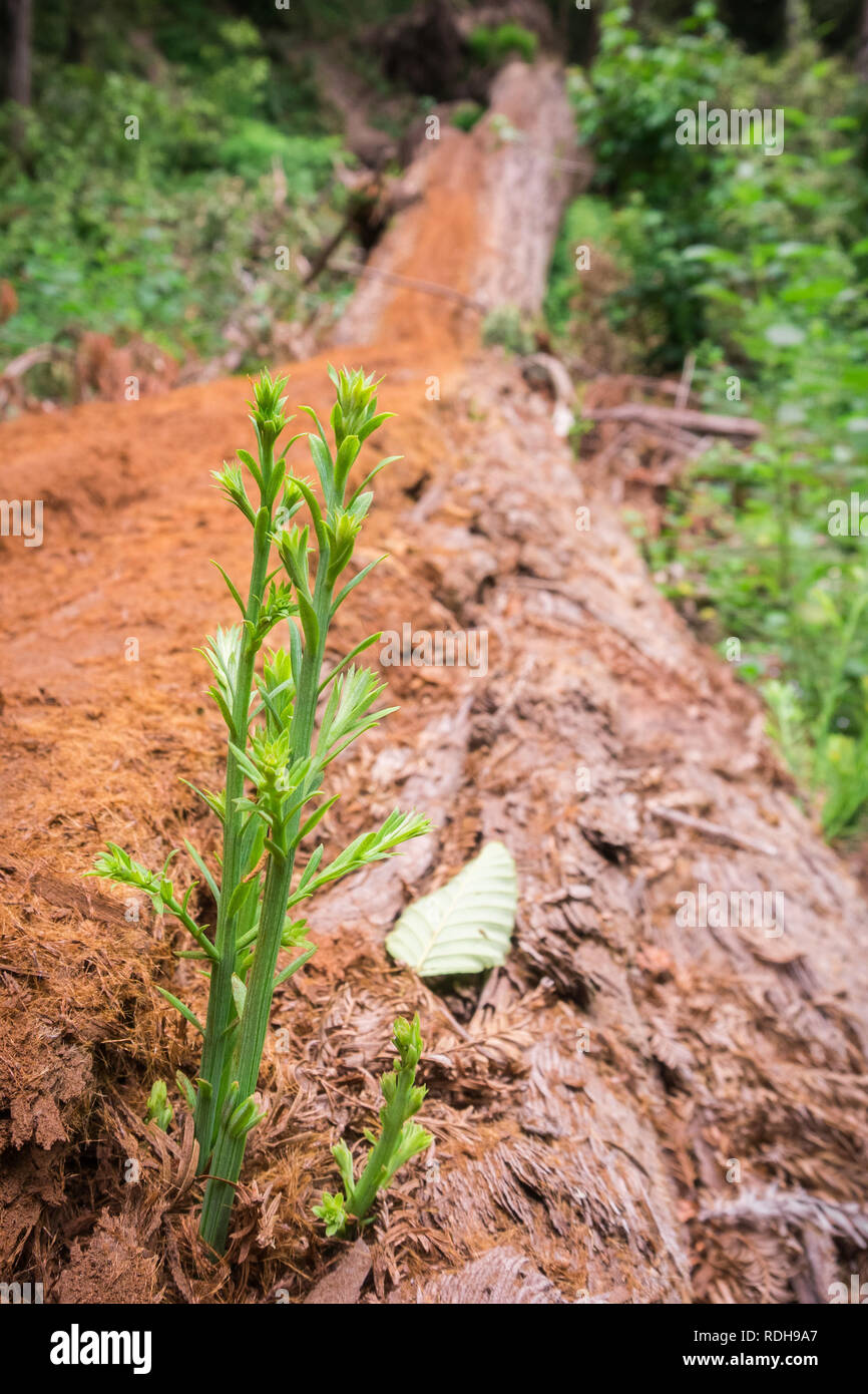 Tiny Redwood trees sprouts (Sequoia sempervirens) on the log of a ...
