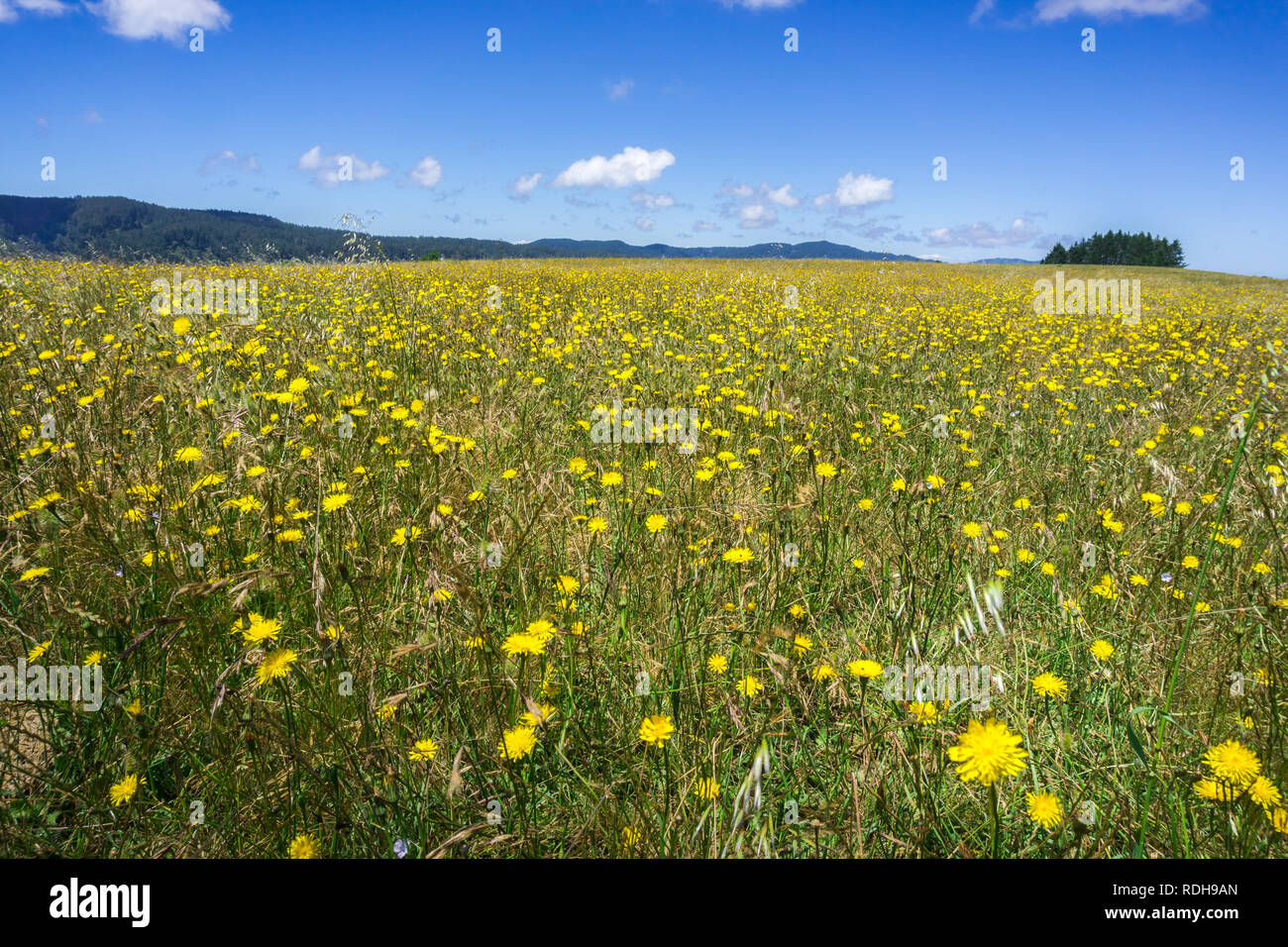 Meadow covered in yellow wildflowers, San Francisco bay Area ...