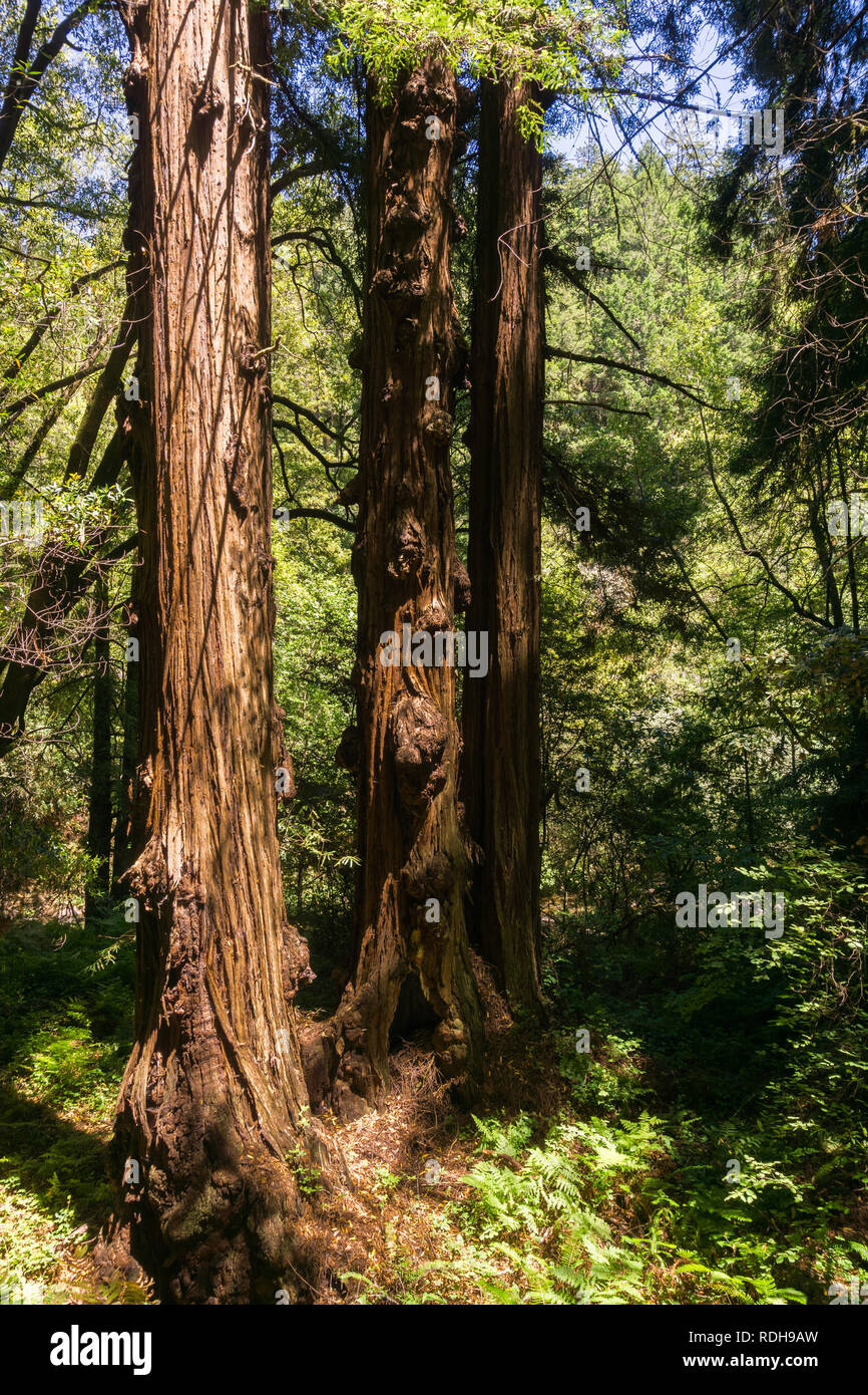 Redwood trees (Sequoia sempervirens) forest, California Stock Photo - Alamy