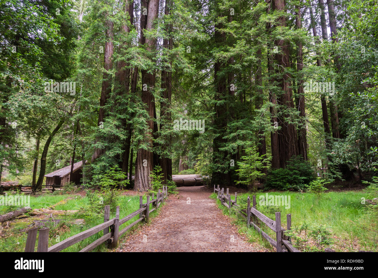 Walking trail in Big Basin State Park, California Stock Photo - Alamy