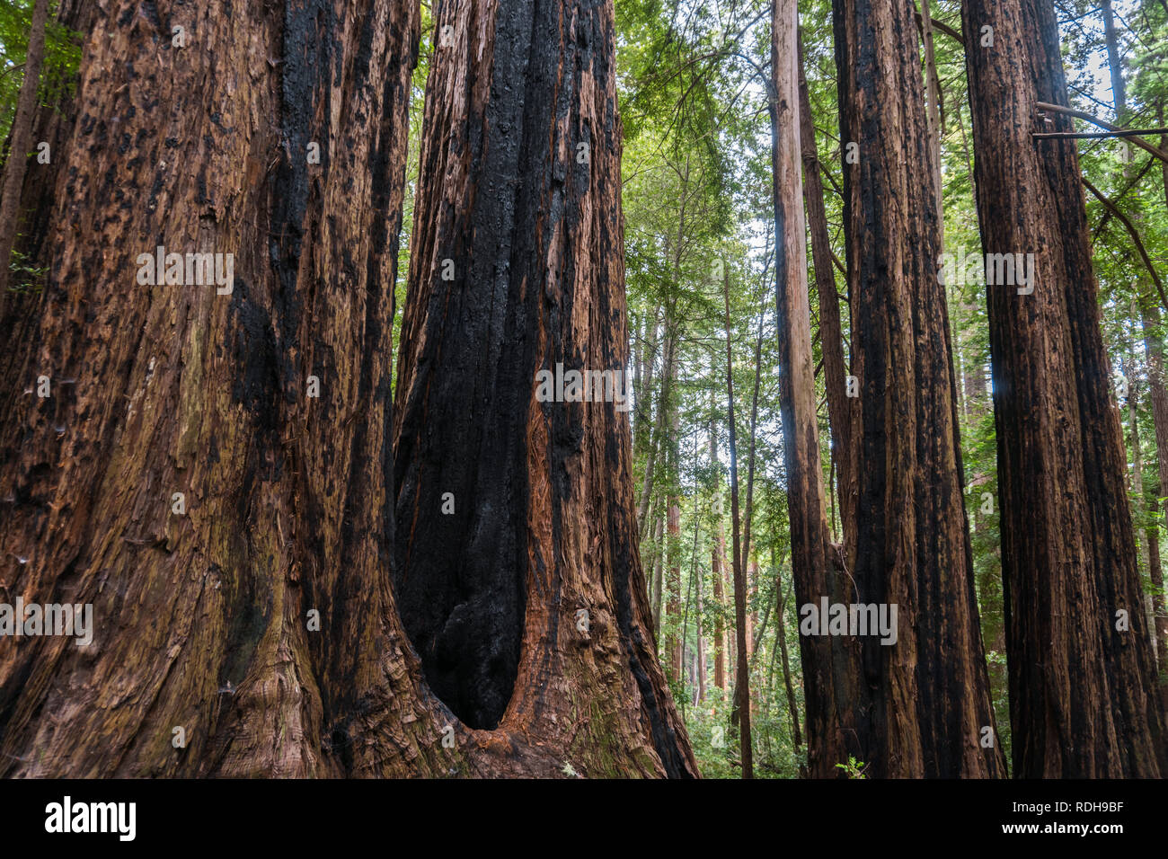 The incredible redwood trees of Big Basin State Park, California Stock ...