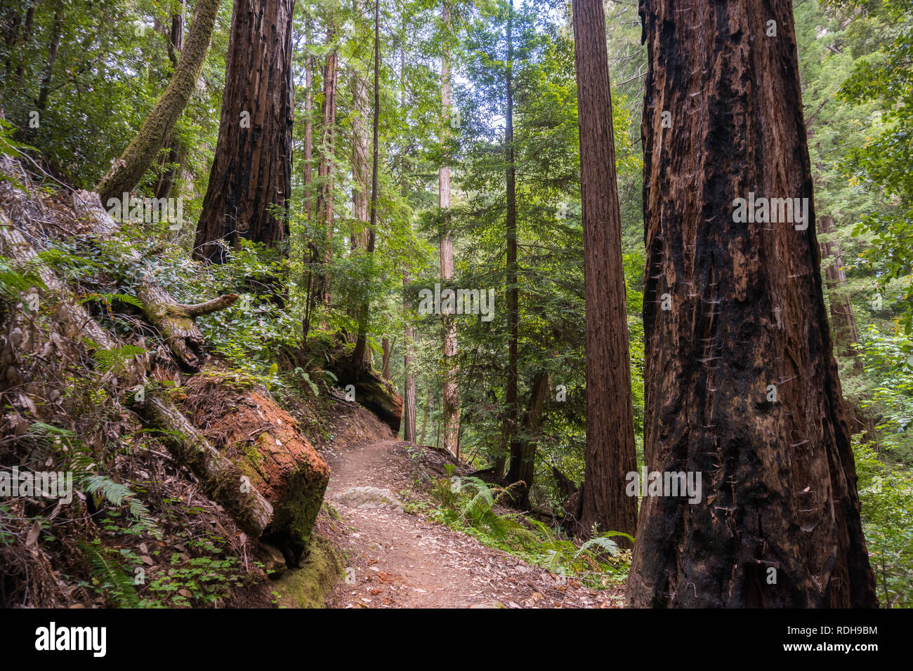 Hiking trail in Big Basin State Park, California Stock Photo - Alamy