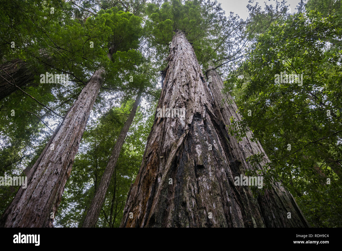 The majestic Redwood forests of Big Basin State Park, California Stock ...