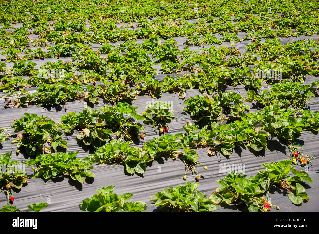 U pick berry field hi-res stock photography and images - Alamy