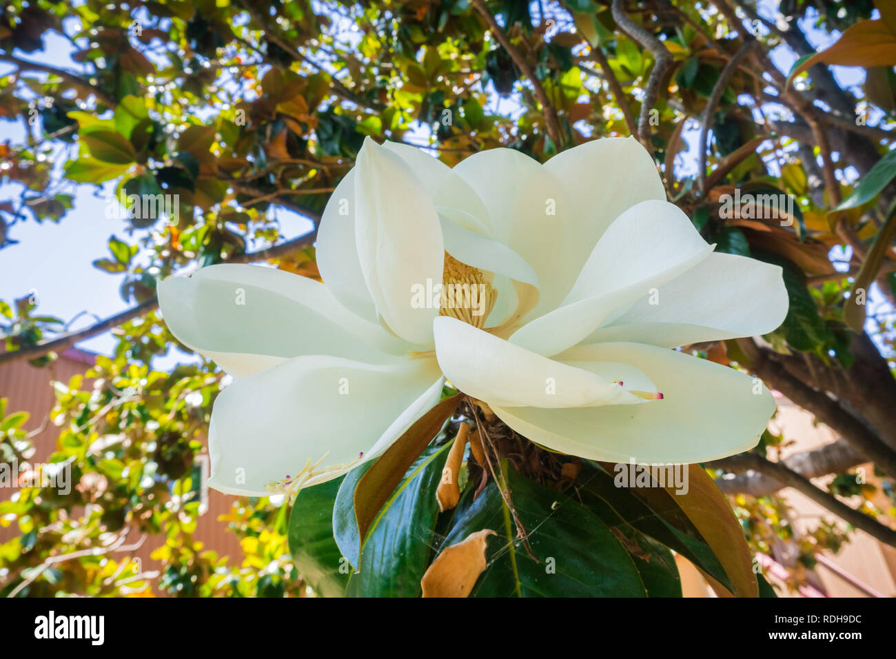 Scented Magnolia Grandiflora flower, California Stock Photo - Alamy