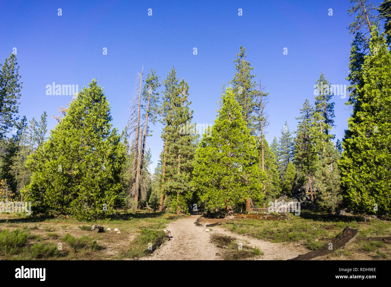 Evergreen forest hi-res stock photography and images - Alamy