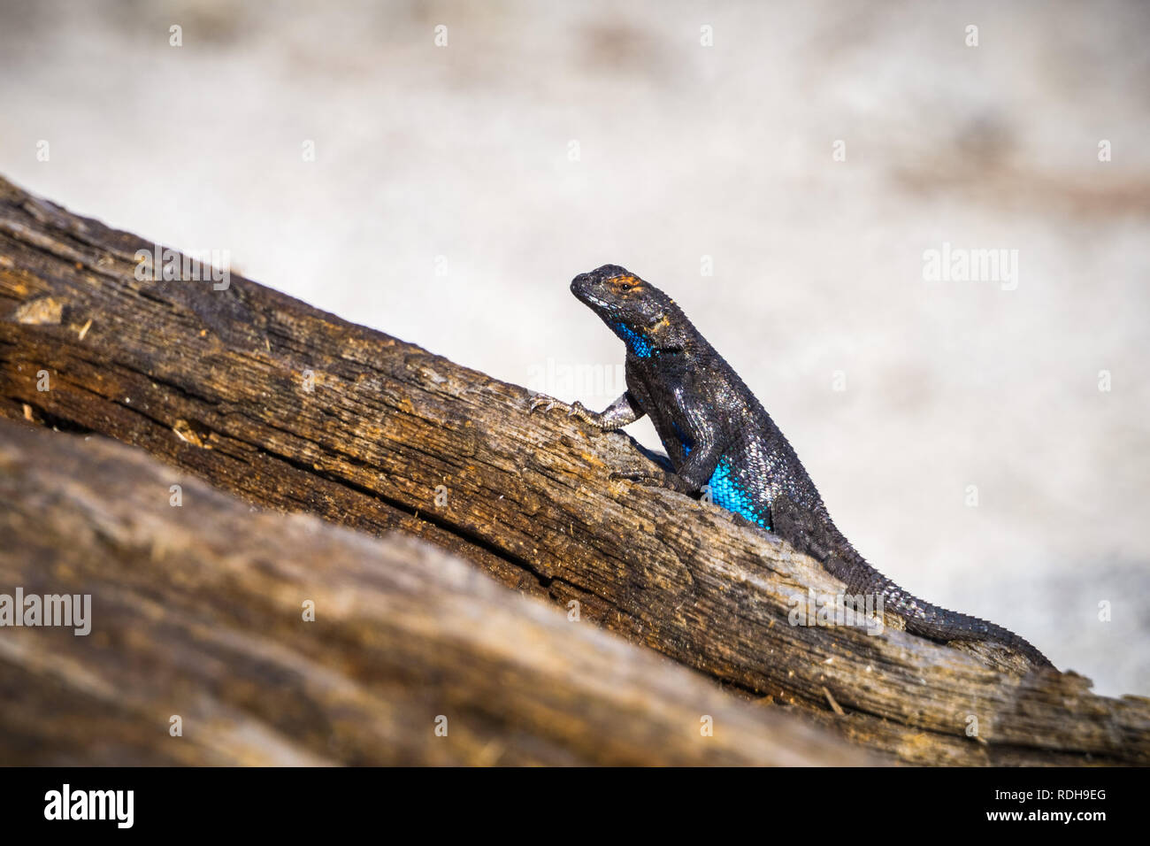 Blue bellied lizard (Sceloporus occidentalis) resting on a tree trunk ...