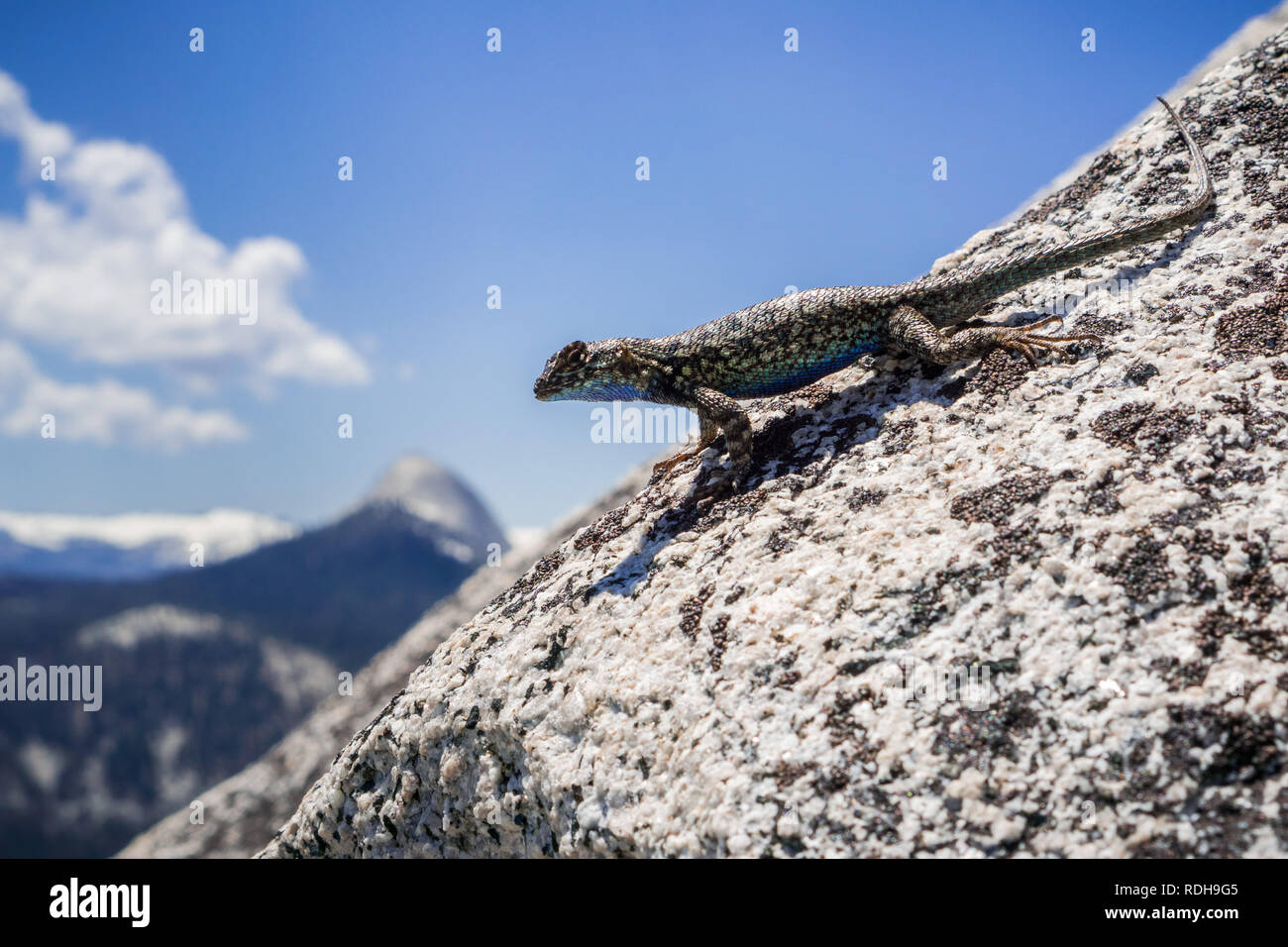 Blue bellied lizard (Sceloporus occidentalis) resting on a granite rock ...